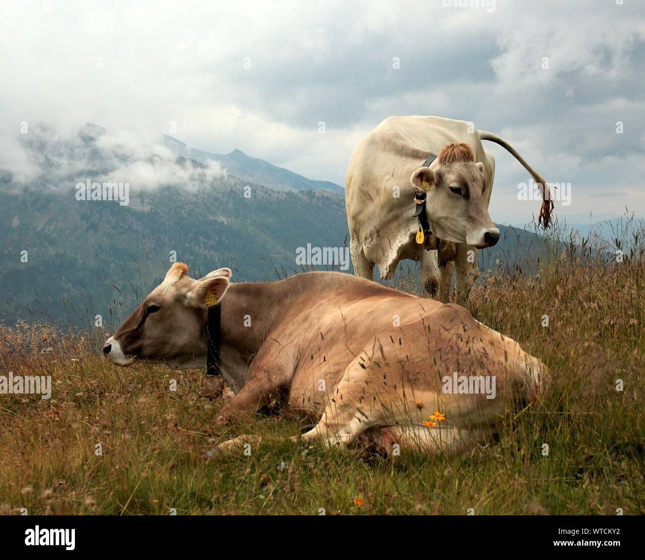 View Of Two Cows Stock Photo - Alamy