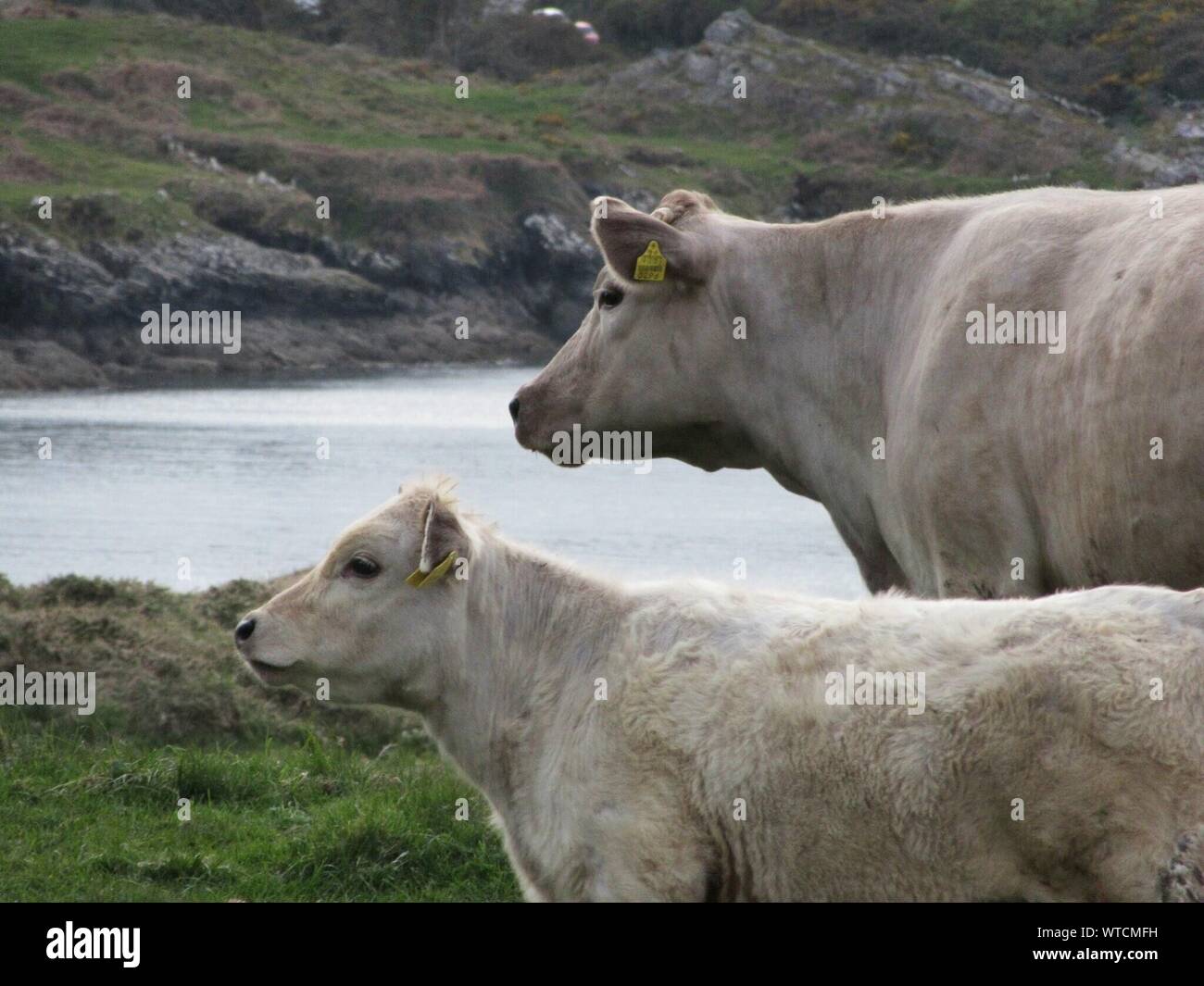 Side view cow hi-res stock photography and images - Alamy