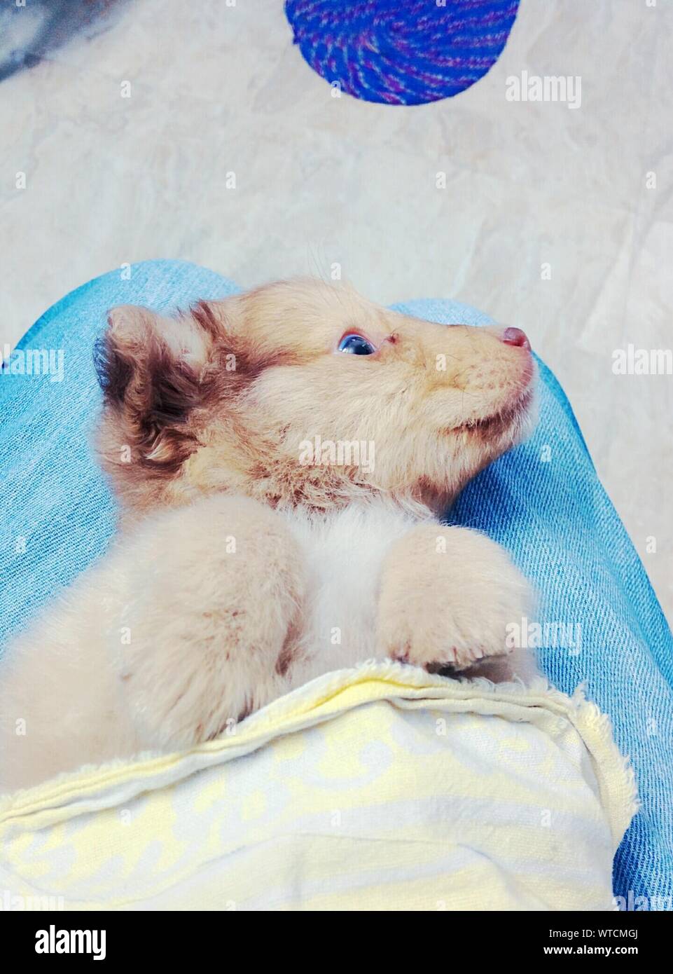 Lap body part hi-res stock photography and images - Alamy