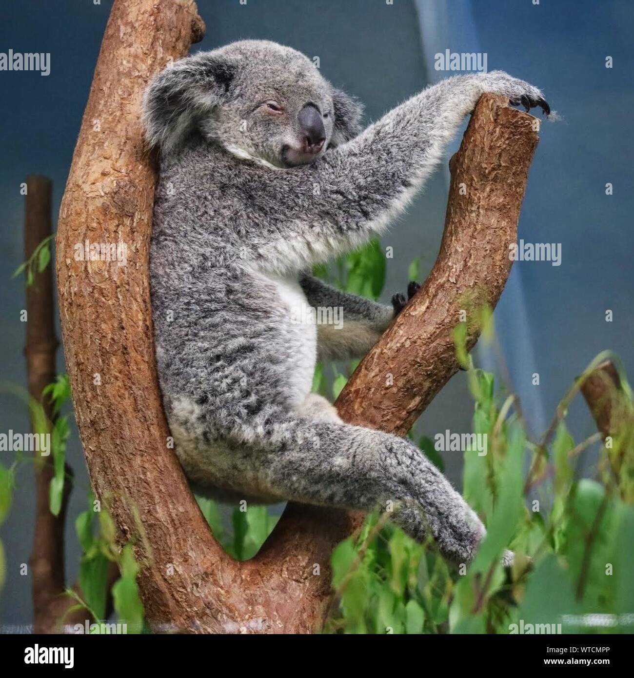 Koala Sleeping In Tree