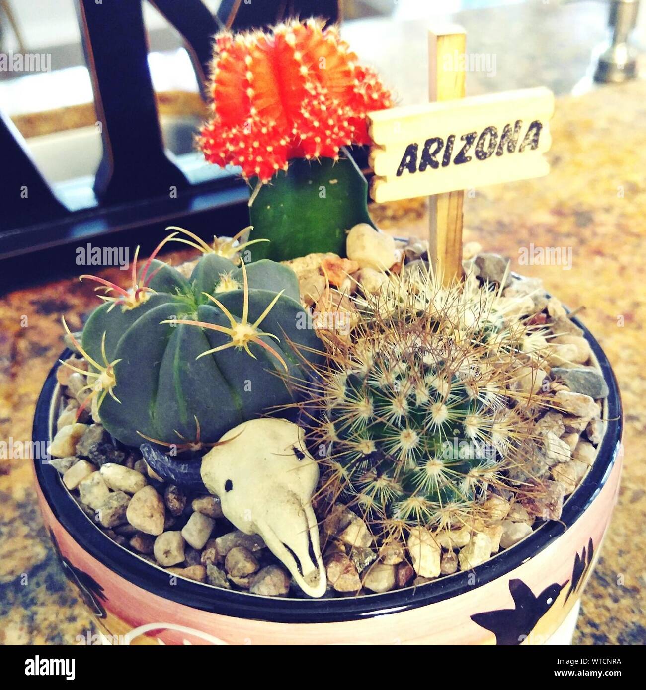 Skull cactus hi-res stock photography and images - Alamy