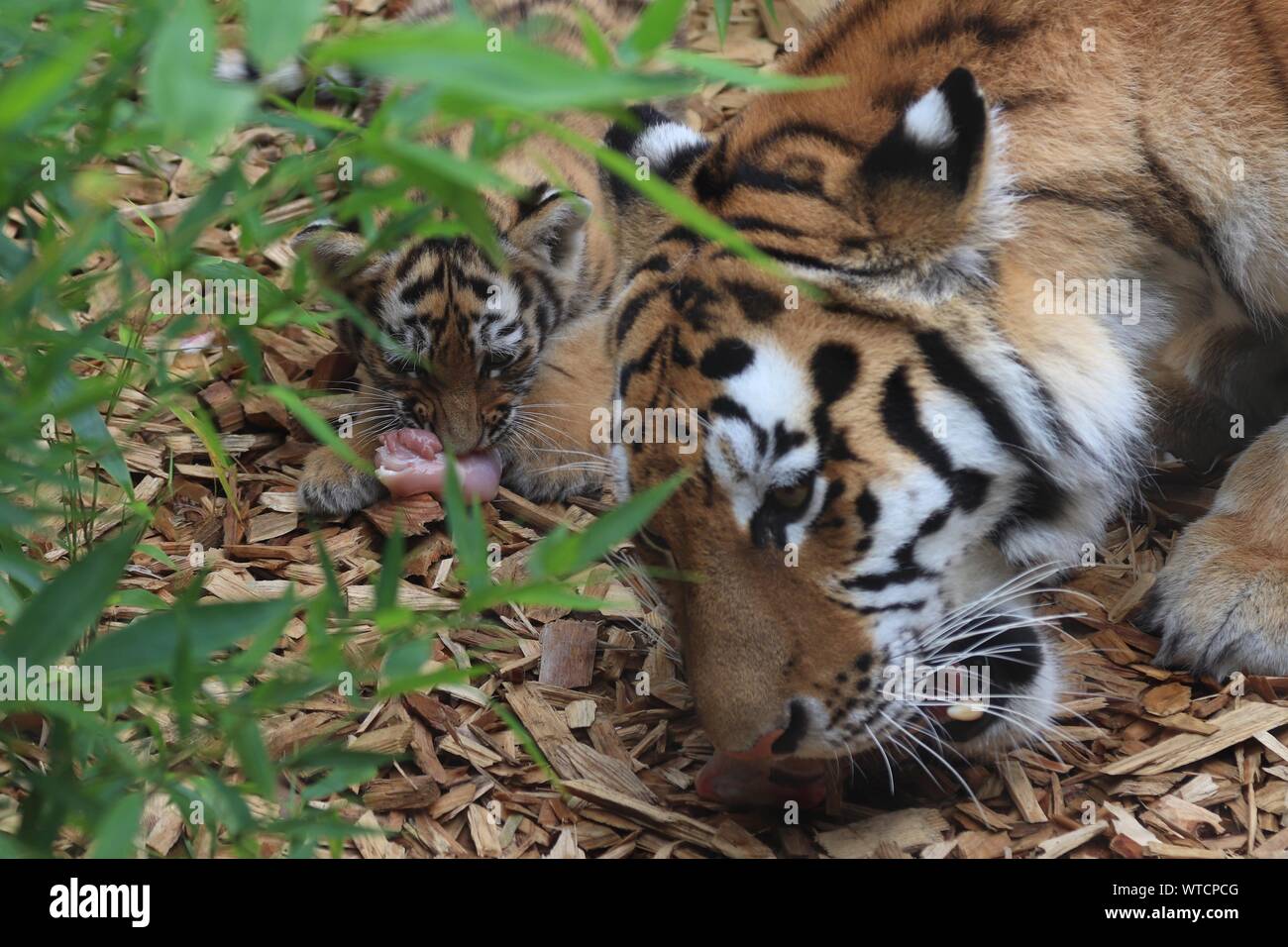 Tiger cub eating hi-res stock photography and images - Alamy