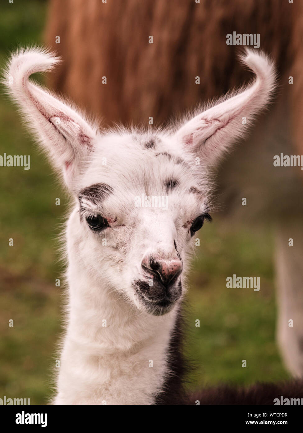 Cria High Resolution Stock Photography and Images - Alamy