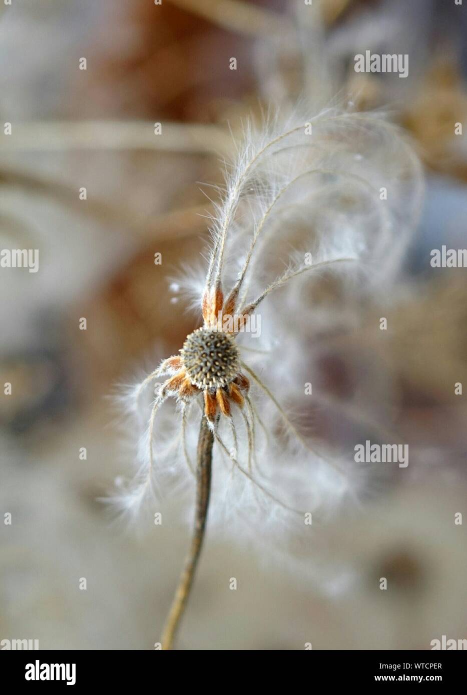 Flower and seed hi-res stock photography and images - Alamy