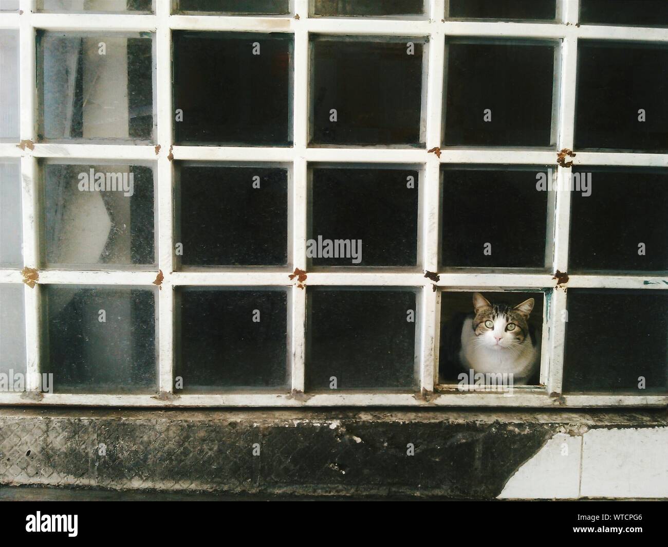 Cat looking through the window hi-res stock photography and images - Alamy