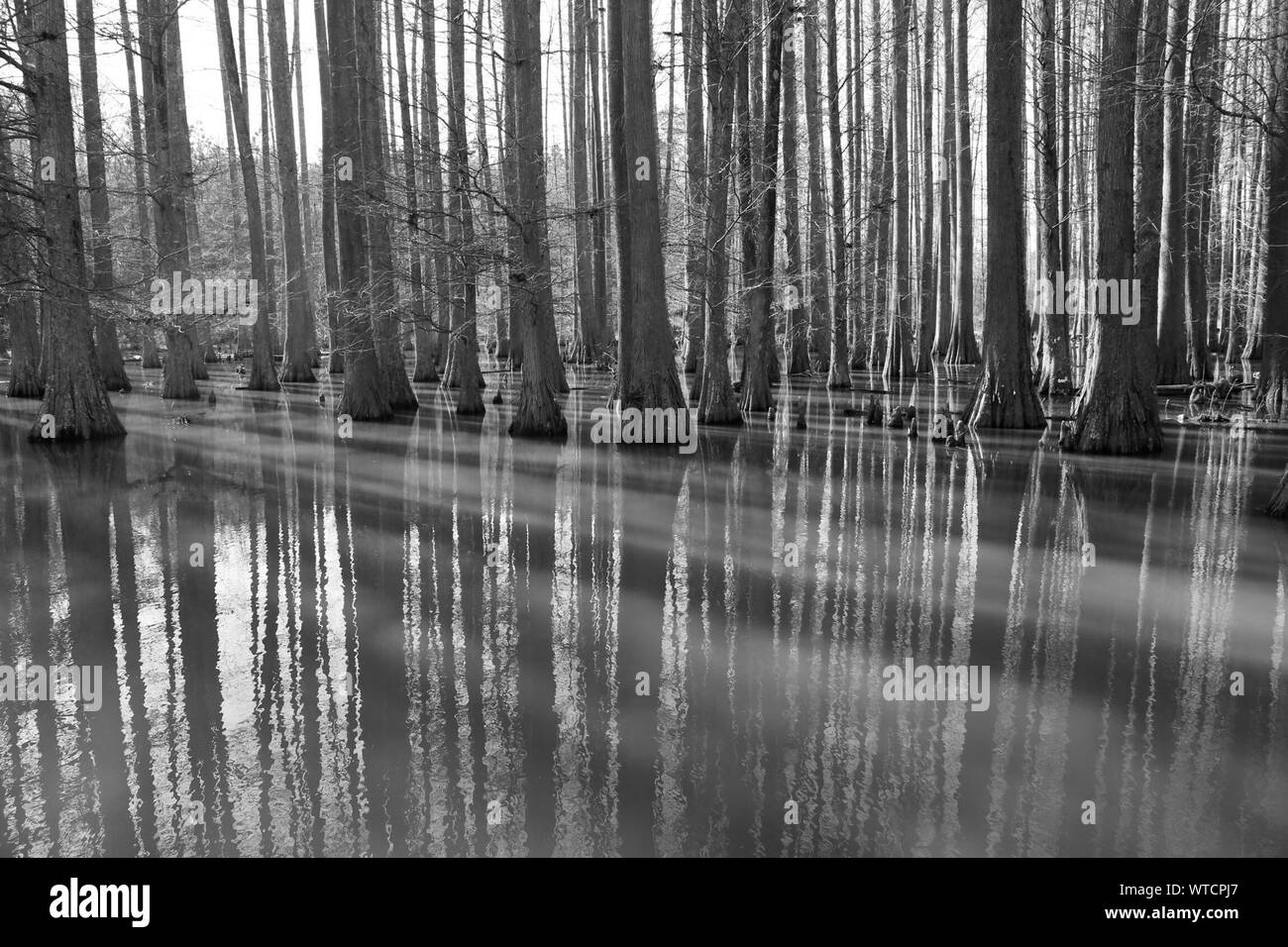 Swamp Black and White Stock Photos & Images - Alamy