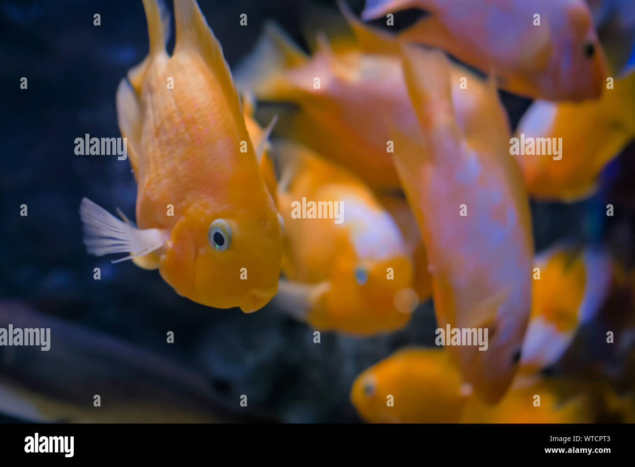 Smallest Goldfish In The World