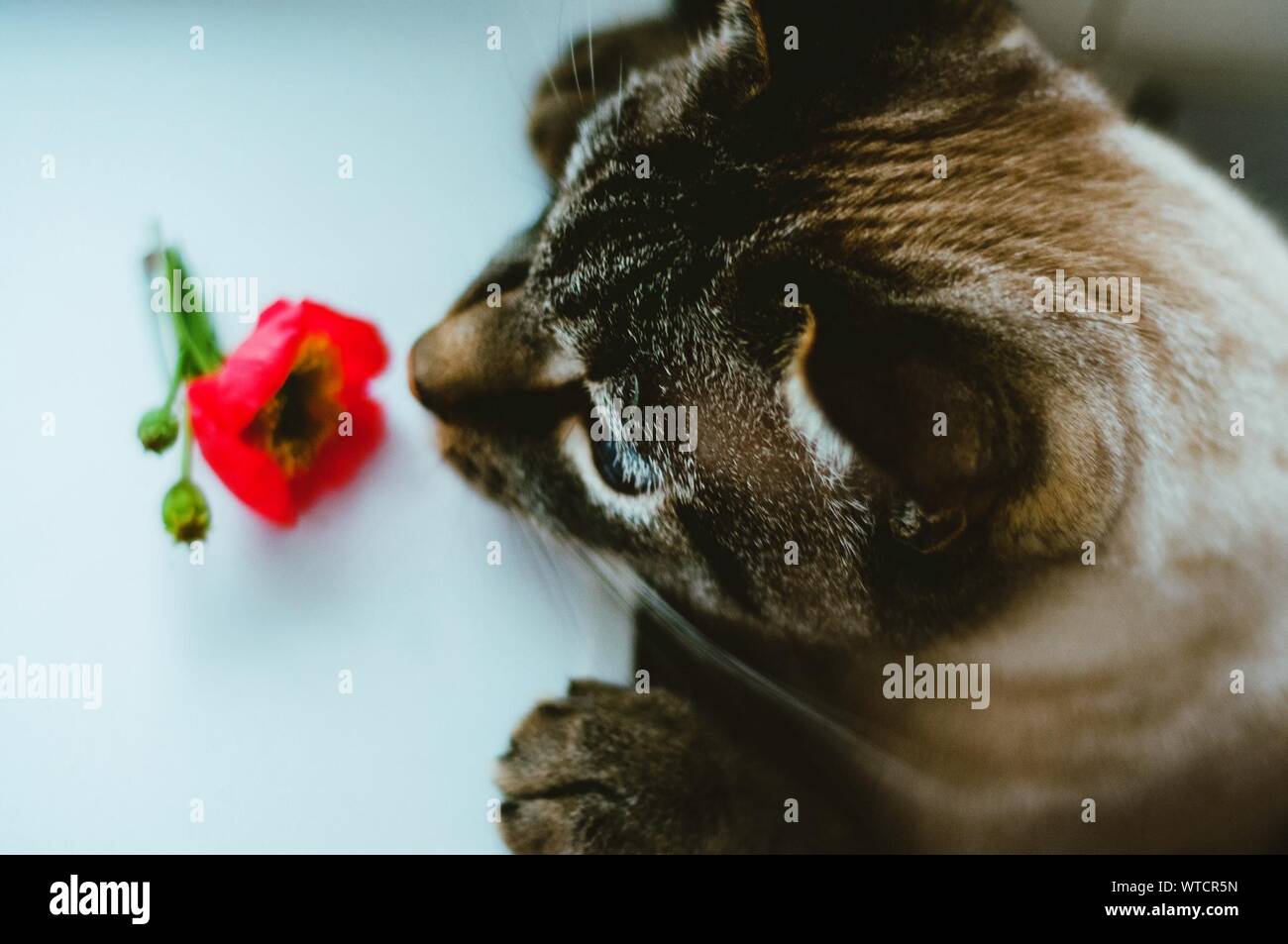 Smelling cat hi-res stock photography and images - Alamy