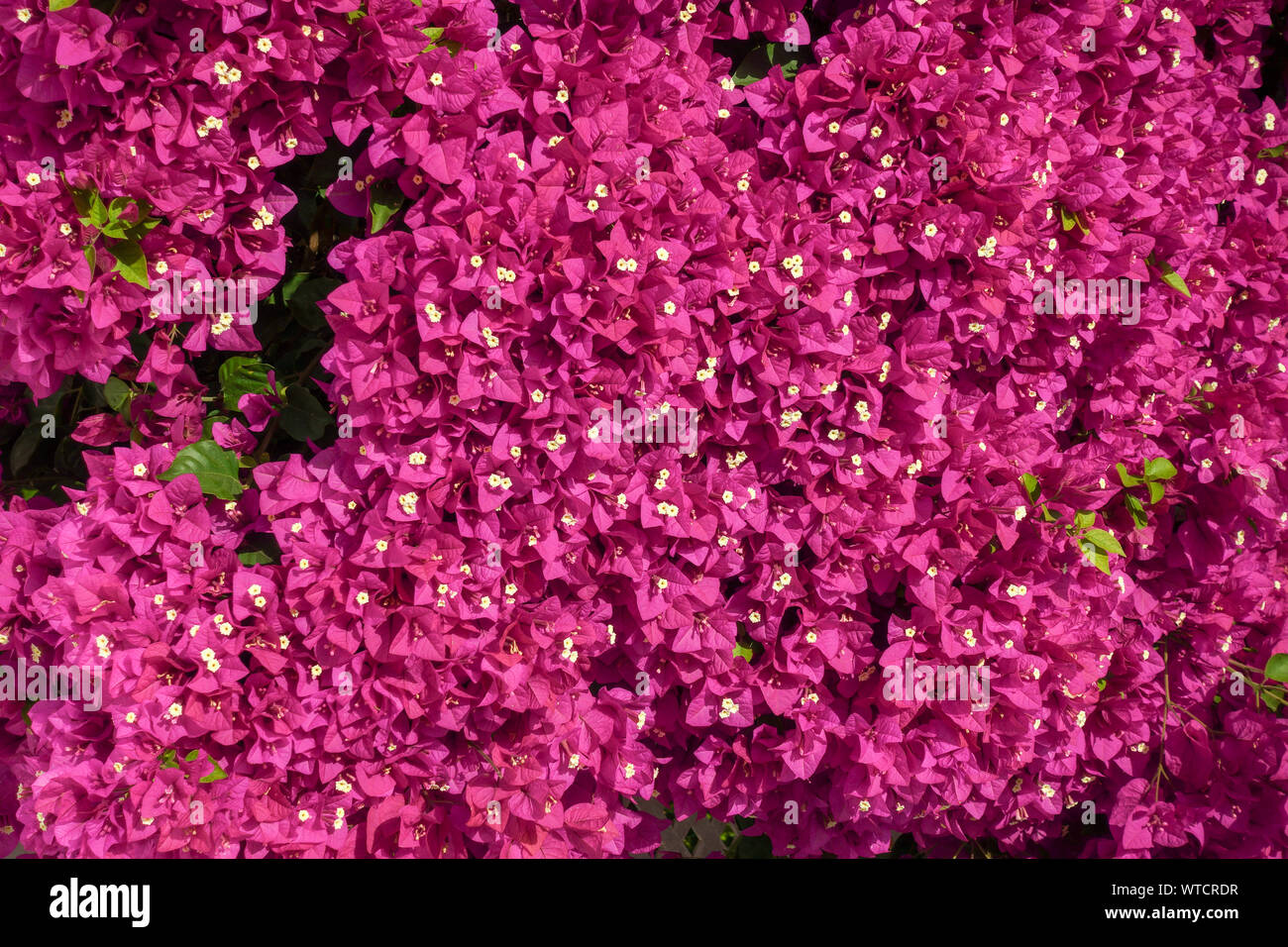 Bougainvillea flowers close up.Blooming bougainvillea as a background ...