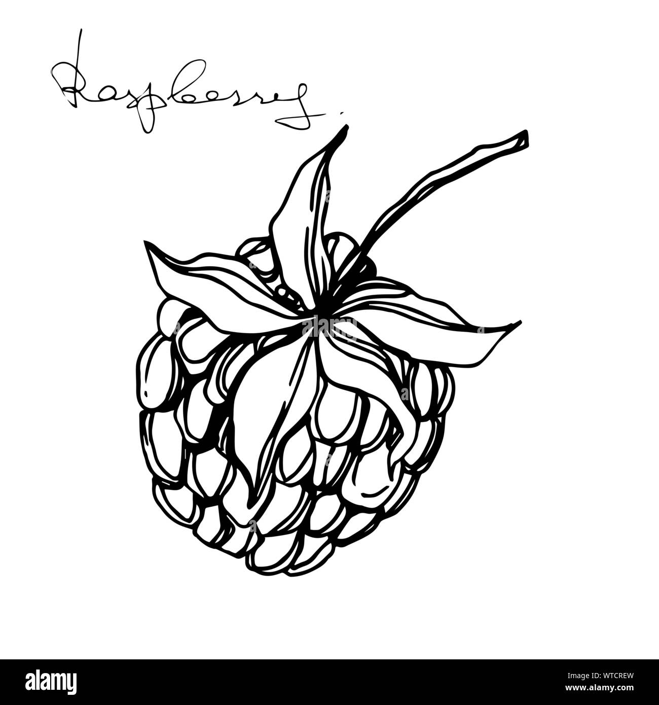 Vector Raspberry healthy food fresh berry isolated element. Black and ...