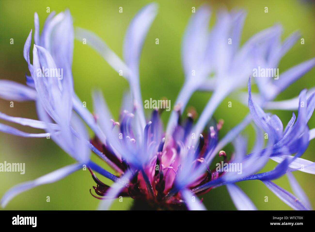 Purple cornflower hi-res stock photography and images - Alamy