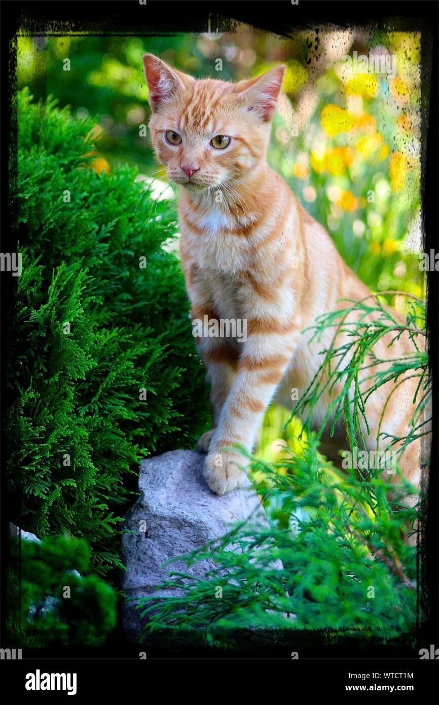 Cat park hi-res stock photography and images - Alamy