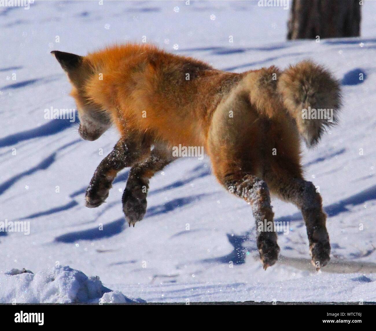 Fox jumping snow hi-res stock photography and images - Alamy