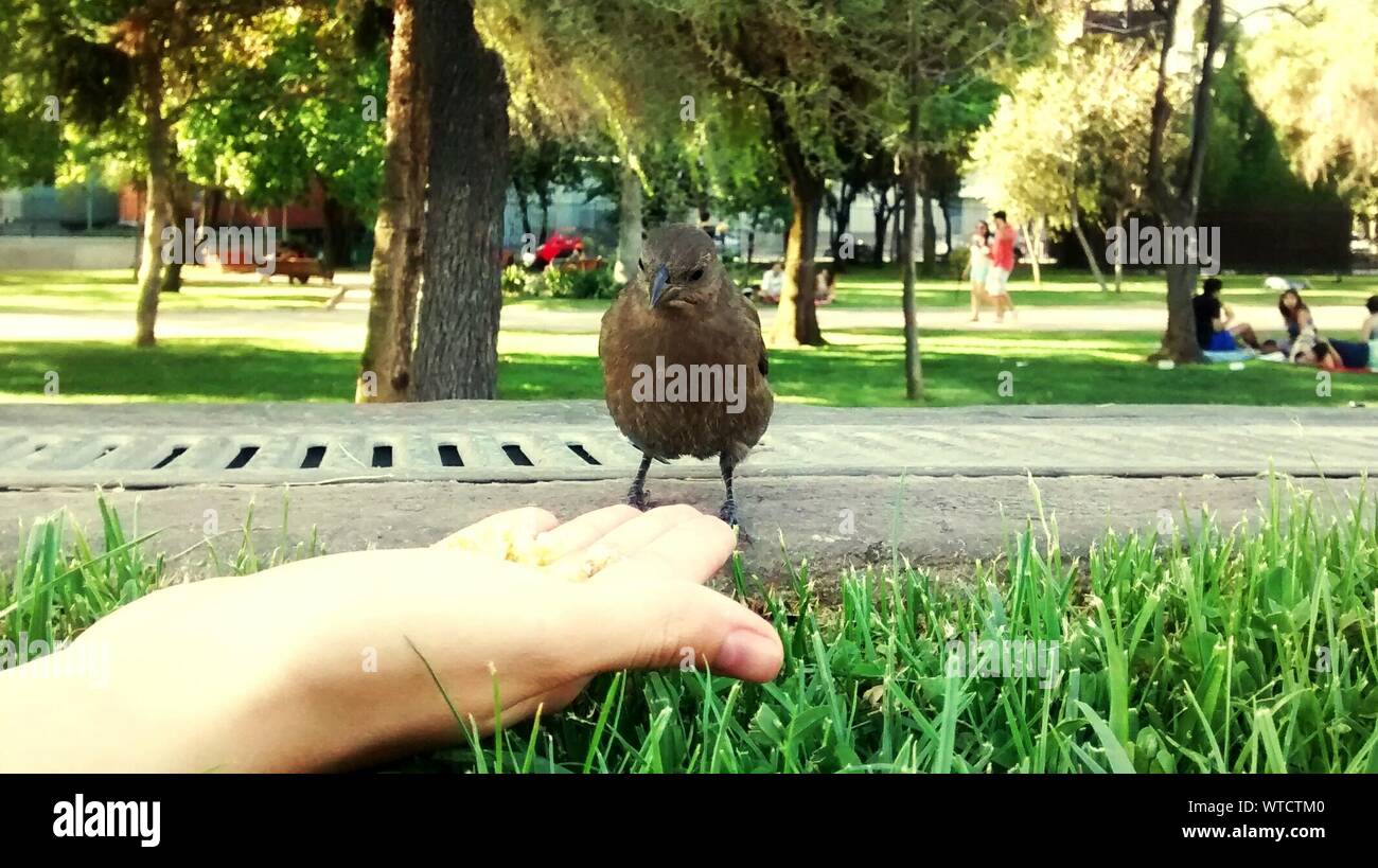 Human interaction bird hi-res stock photography and images - Alamy