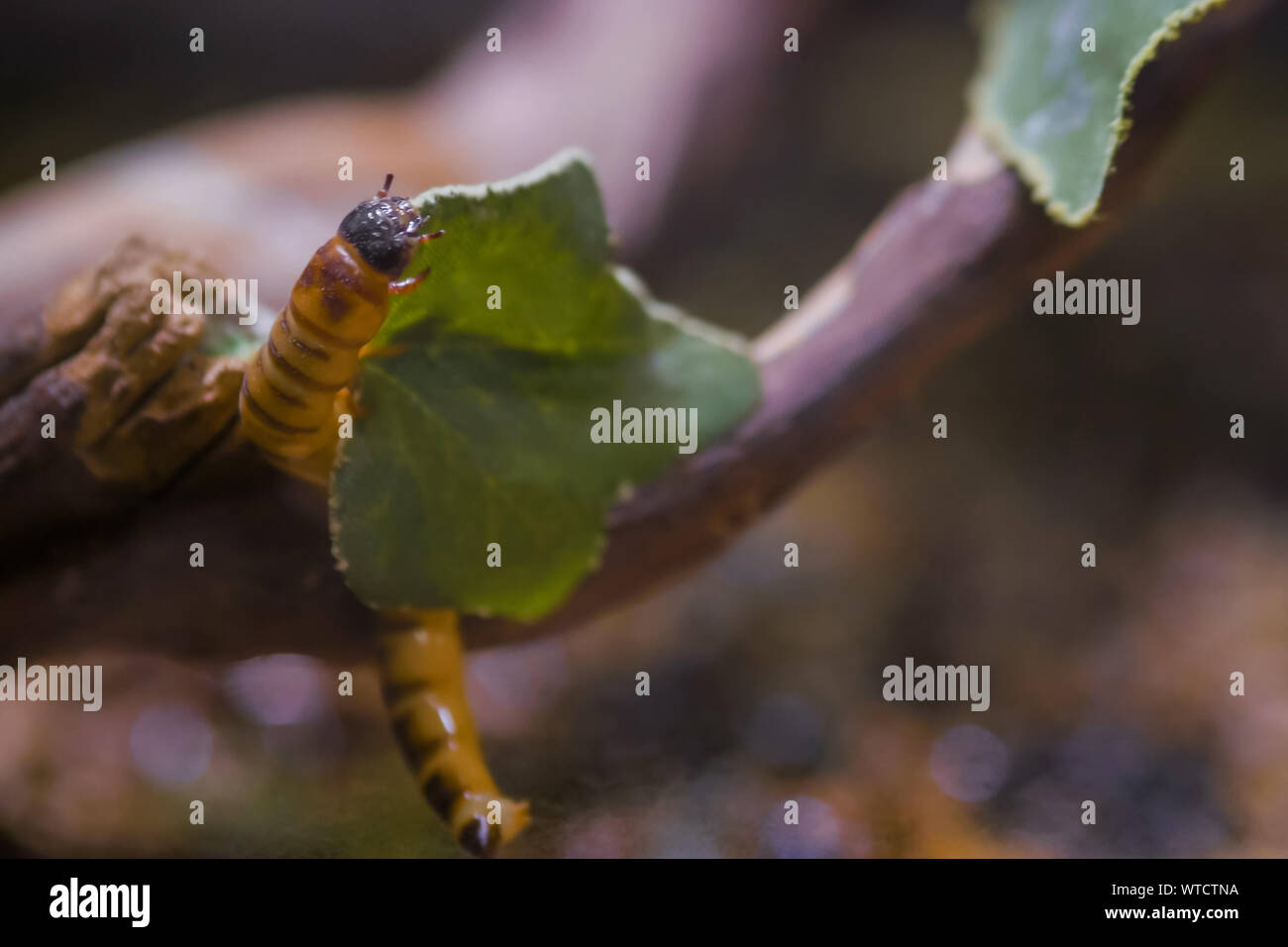 Morio Worm High Resolution Stock Photography and Images - Alamy