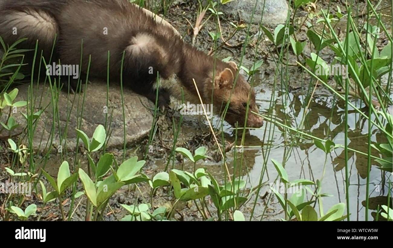 Water Mongoose High Resolution Stock Photography and Images - Alamy