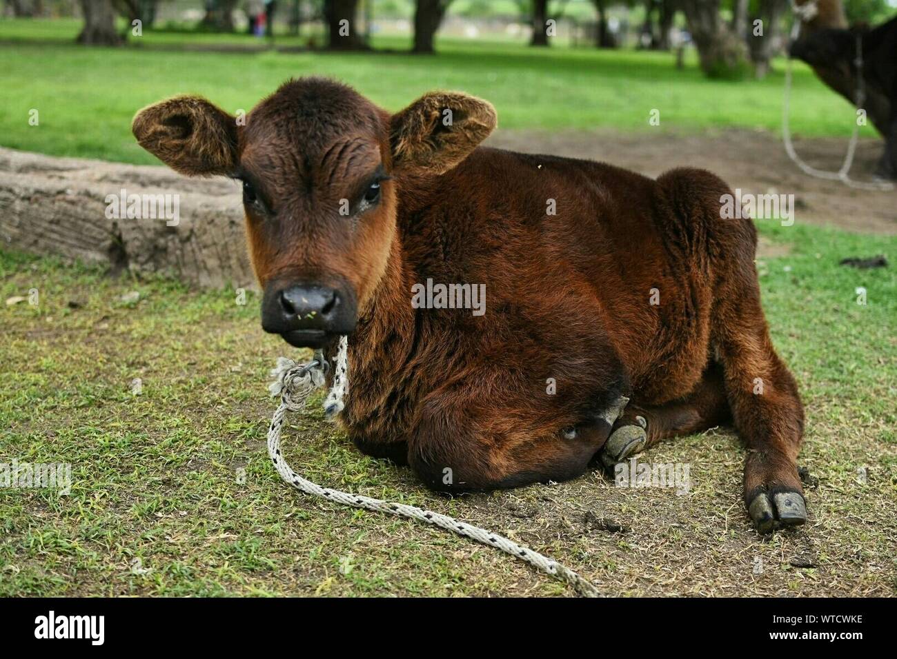 Calf rope hi-res stock photography and images - Alamy