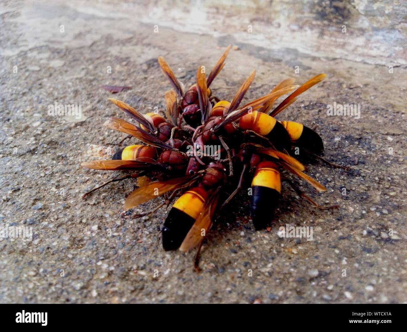 Ground bees hi-res stock photography and images - Alamy