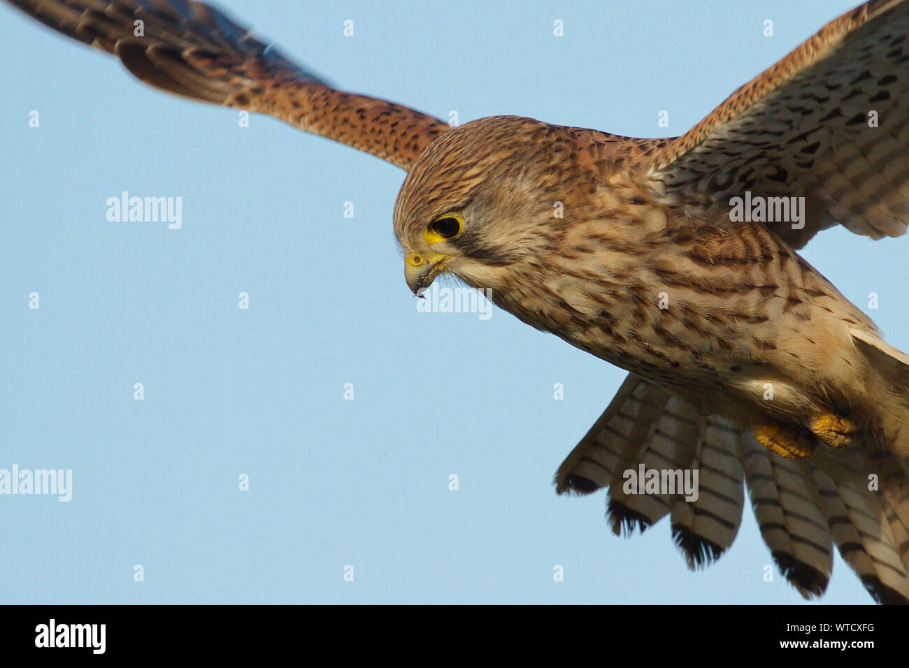 Flying Kestrel High Resolution Stock Photography and Images - Alamy
