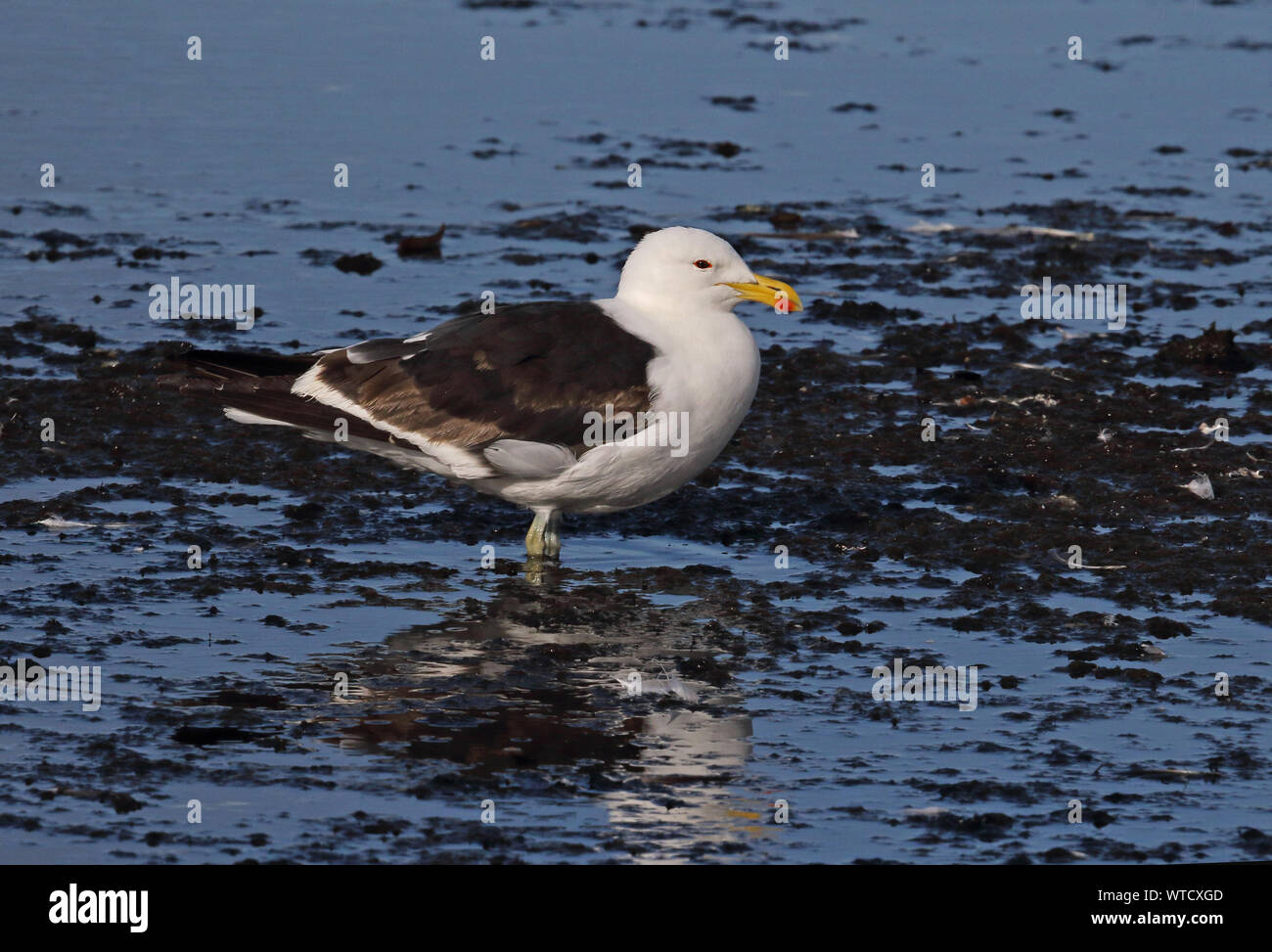Juvenile kelp gull hi-res stock photography and images - Alamy