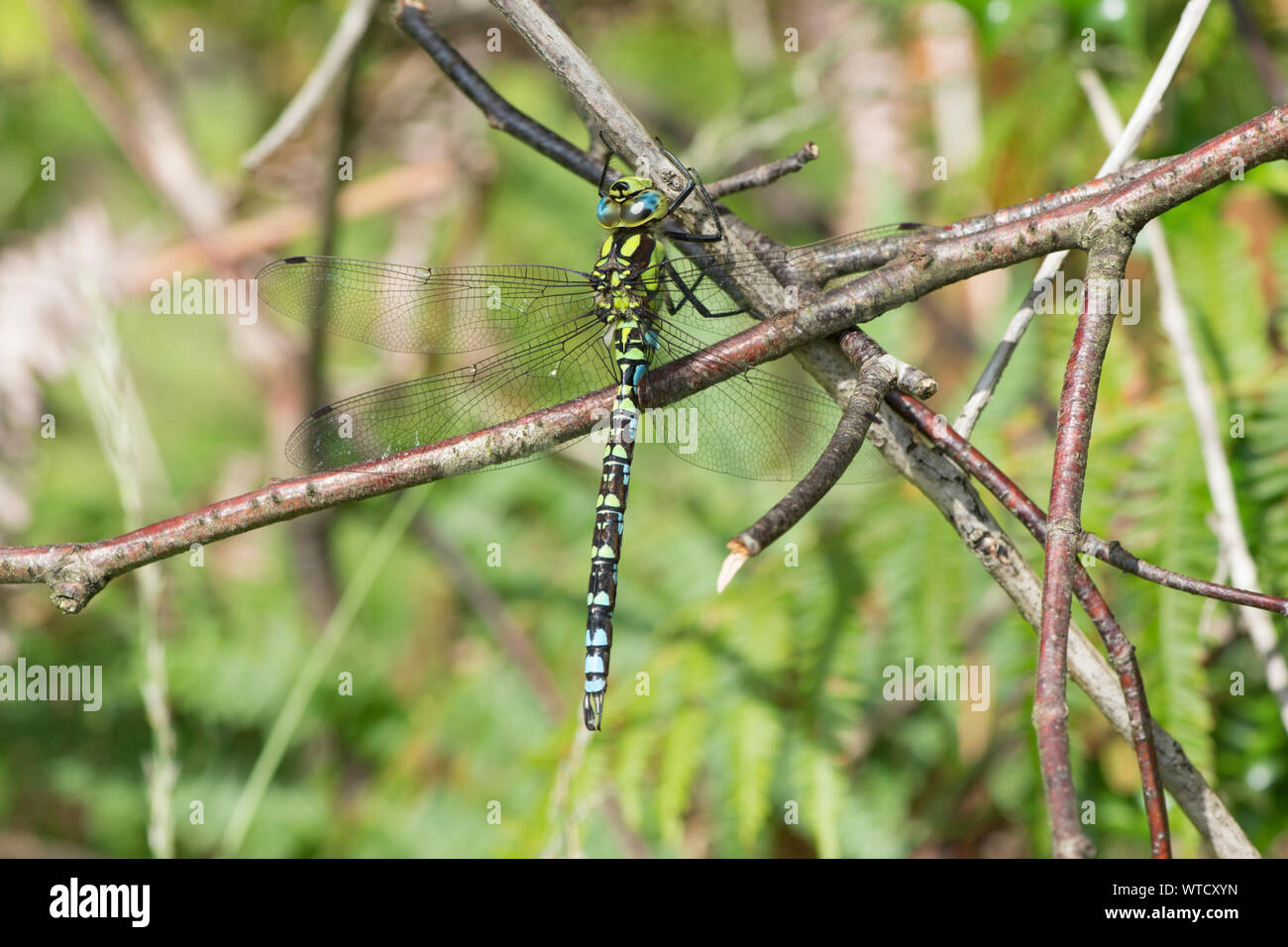 Dragonfly resting on a twig hi-res stock photography and images - Alamy