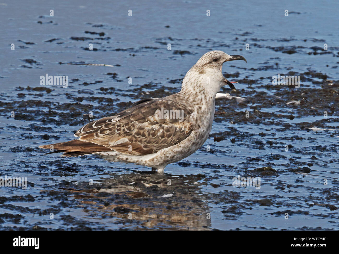 Kelp Gull (Larus dominicanus dominicanus) immature standing in shallow ...