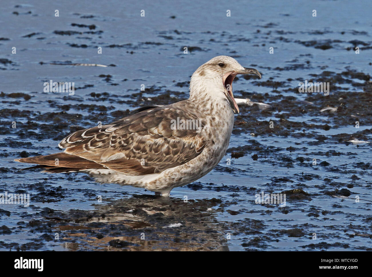 Kelp Gull (Larus dominicanus dominicanus) immature standing in shallow ...