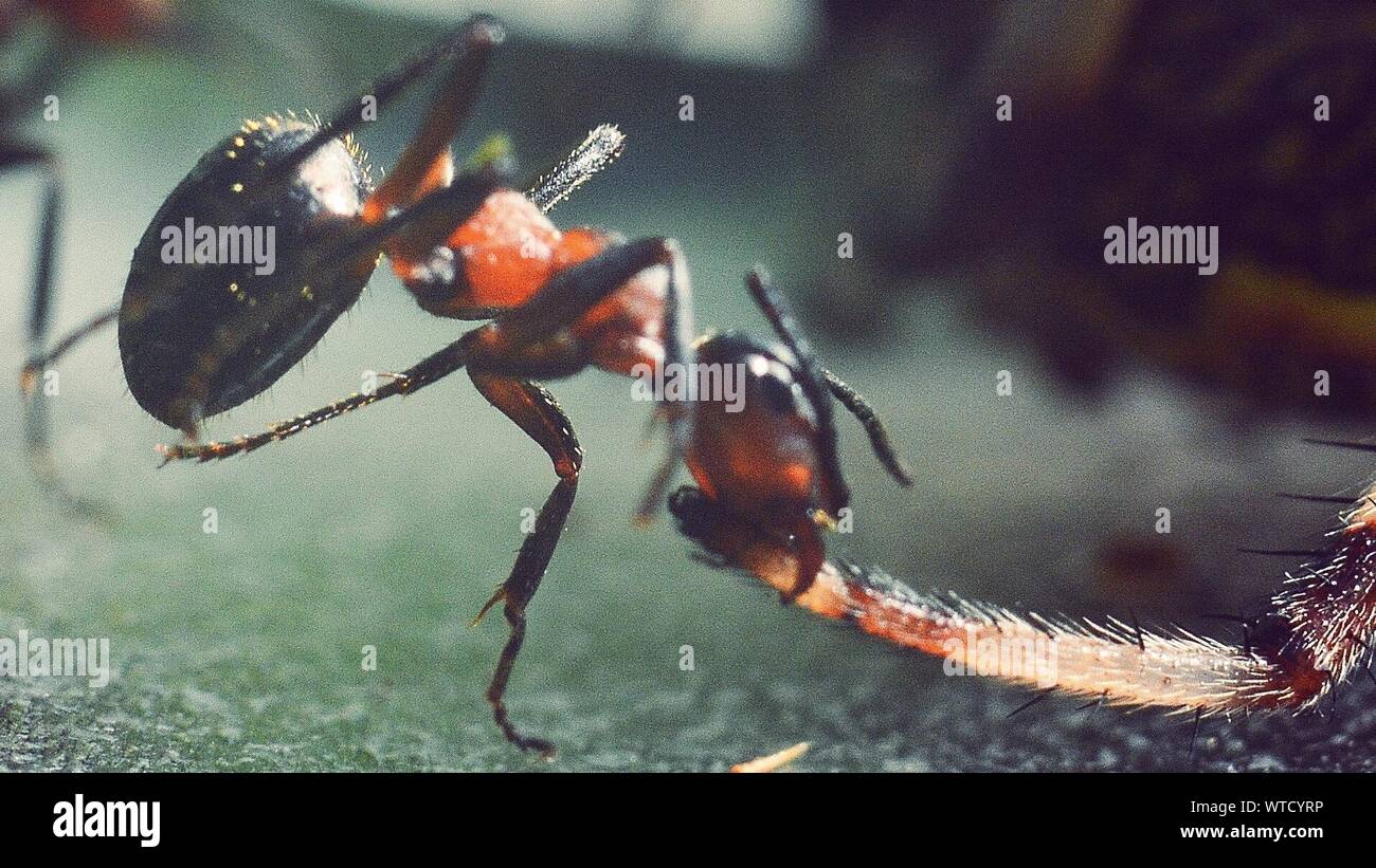 No biting insect hi-res stock photography and images - Alamy