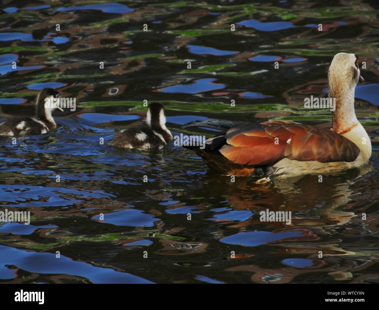 Floating family hi-res stock photography and images - Alamy