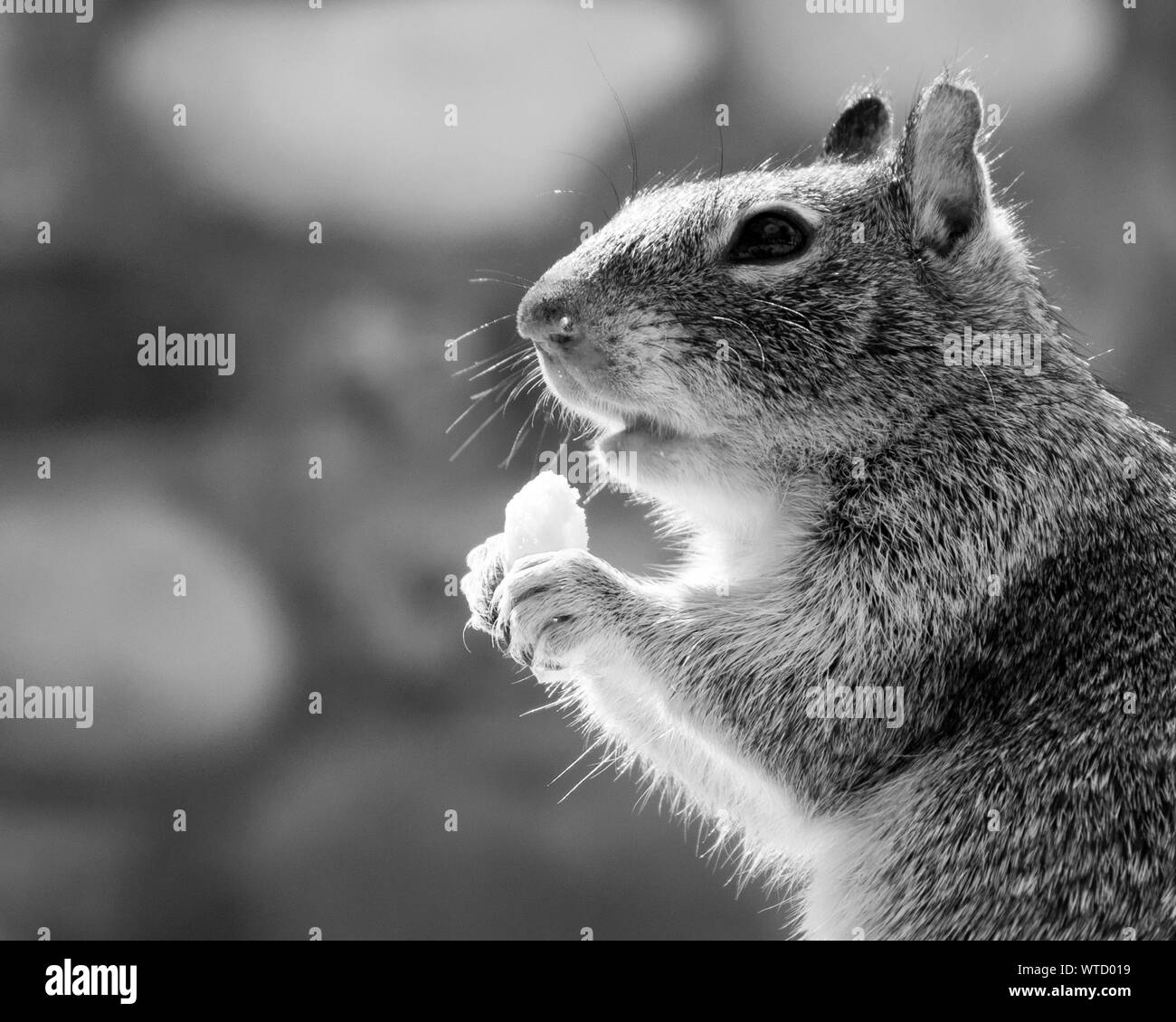 Squirrel Side View Black and White Stock Photos & Images - Alamy