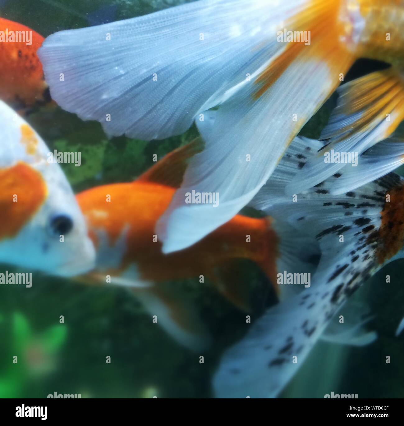 Fish tail hi-res stock photography and images - Alamy