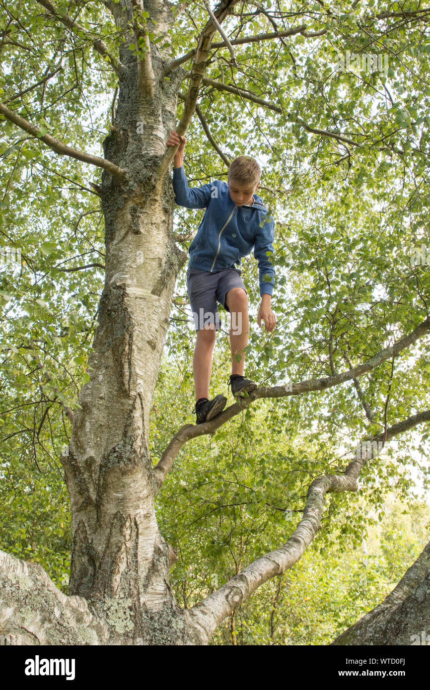 teenage boy climbing a tree up in its branches Stock Photo - Alamy