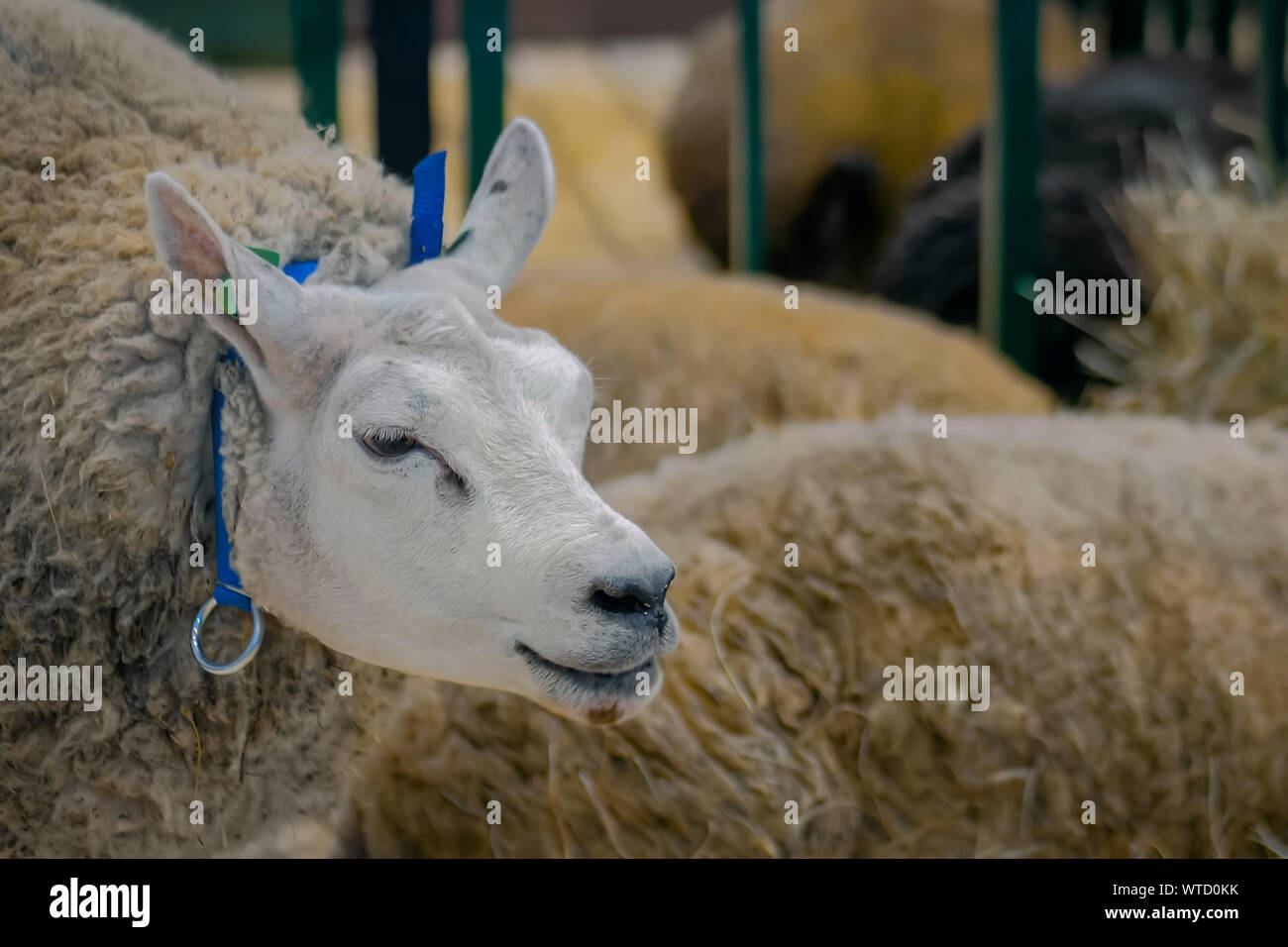 Texel sheep at animal exhibition, trade show - close up Stock Photo - Alamy