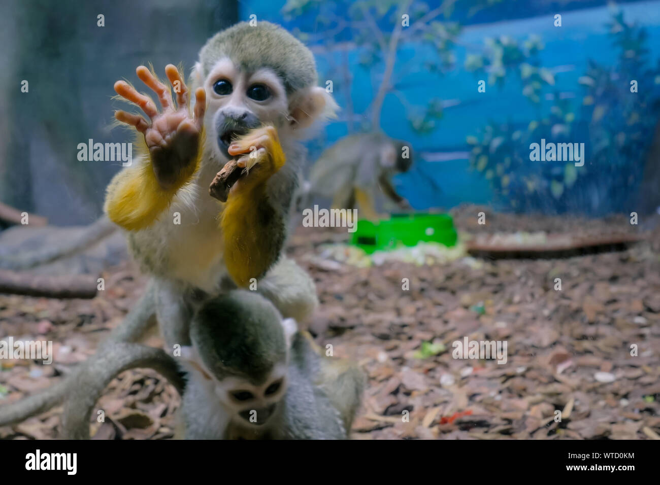 Cute baby eating pumpkin hi-res stock photography and images - Alamy