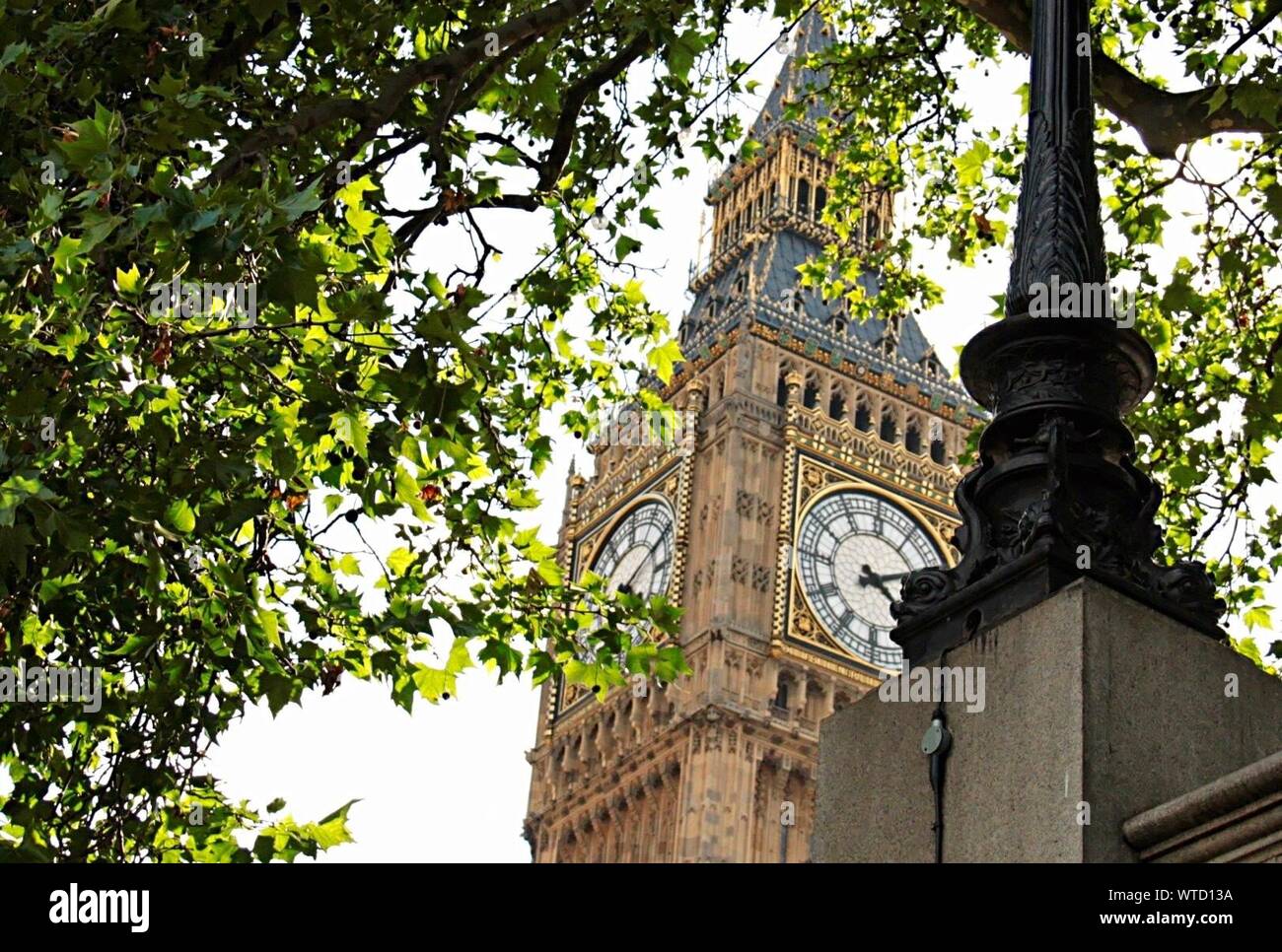 Ben tree hi-res stock photography and images - Alamy