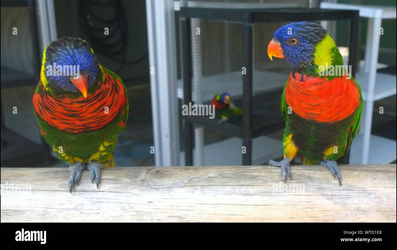 Blue Lorikeets High Resolution Stock Photography and Images - Alamy