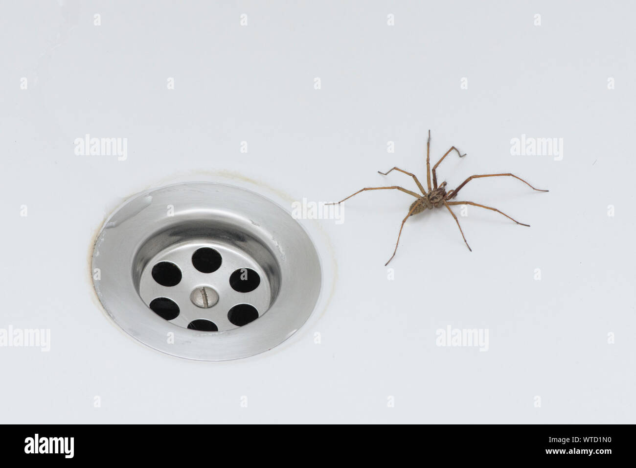 Large spider in a bath hi-res stock photography and images - Alamy