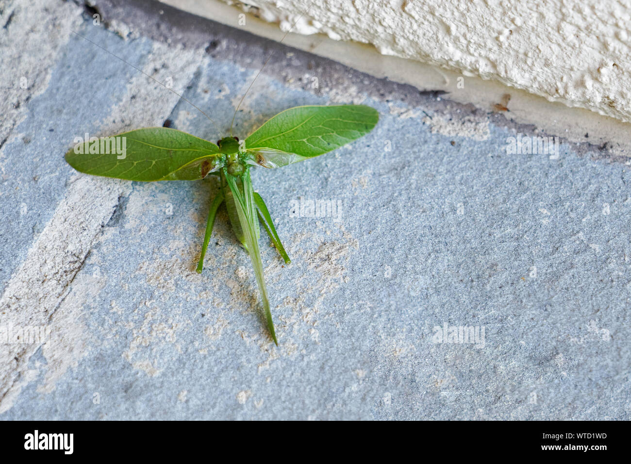 bright green katydid sitting on a blue stone wall with partial wings ...
