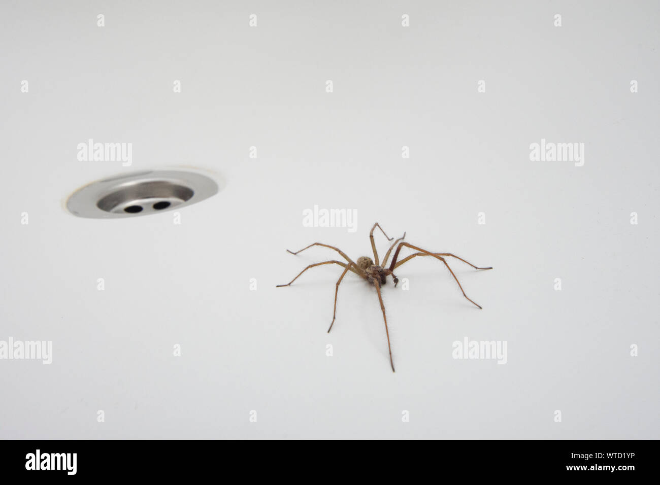 Giant House Spider in bath next to plug hole, Eratigena atrica Stock ...