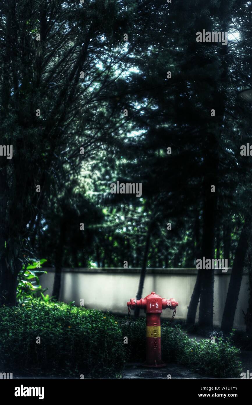 Fire hydrant in plants hi-res stock photography and images - Alamy