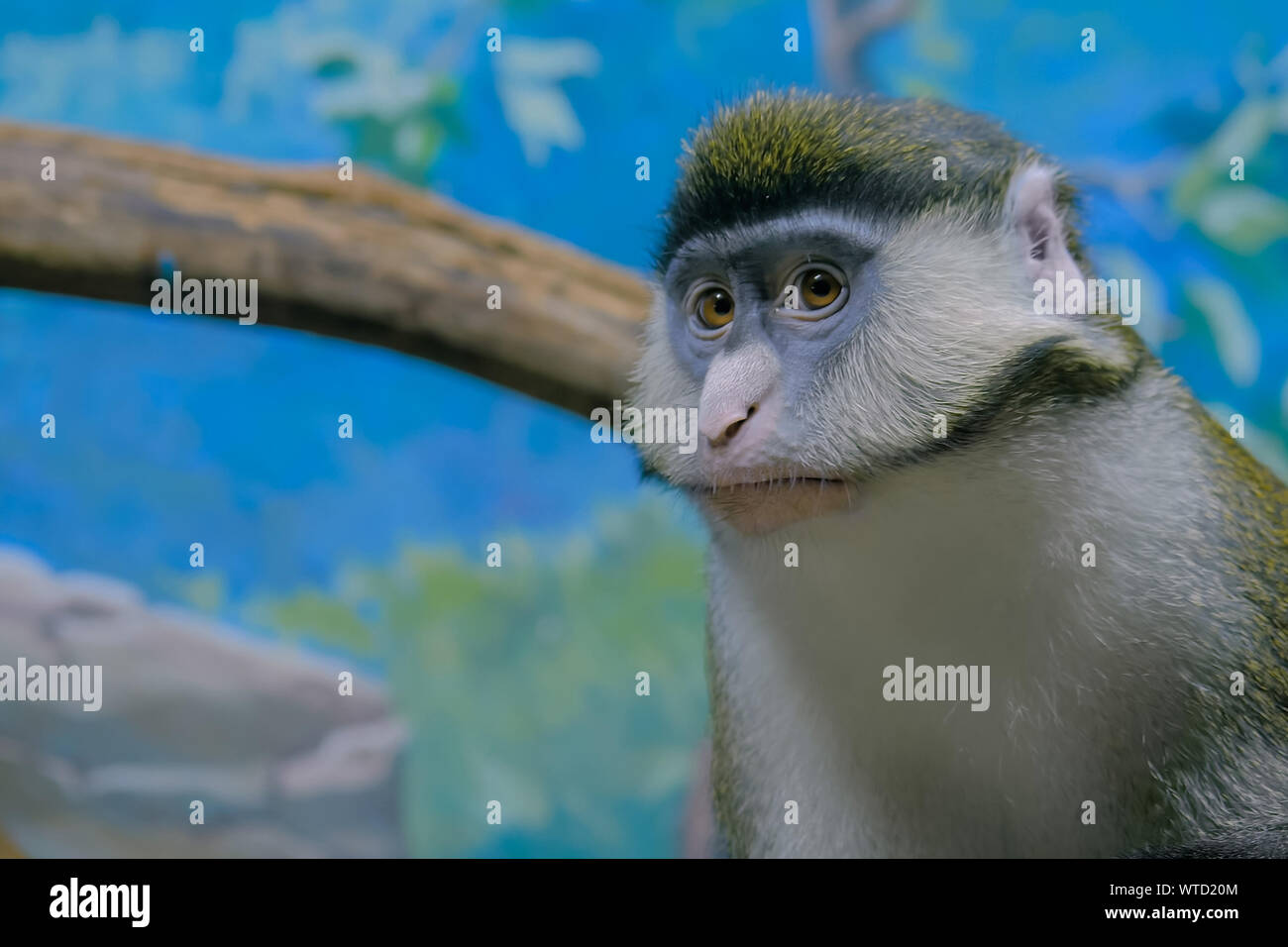 Monkey looking at camera hi-res stock photography and images - Alamy