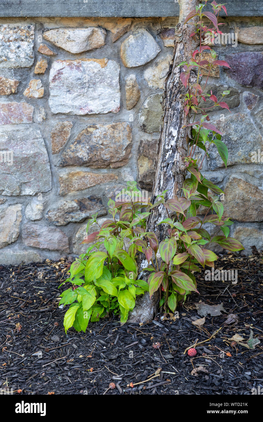 root sprouts also called "suckers" are vertical stems growing from the ...