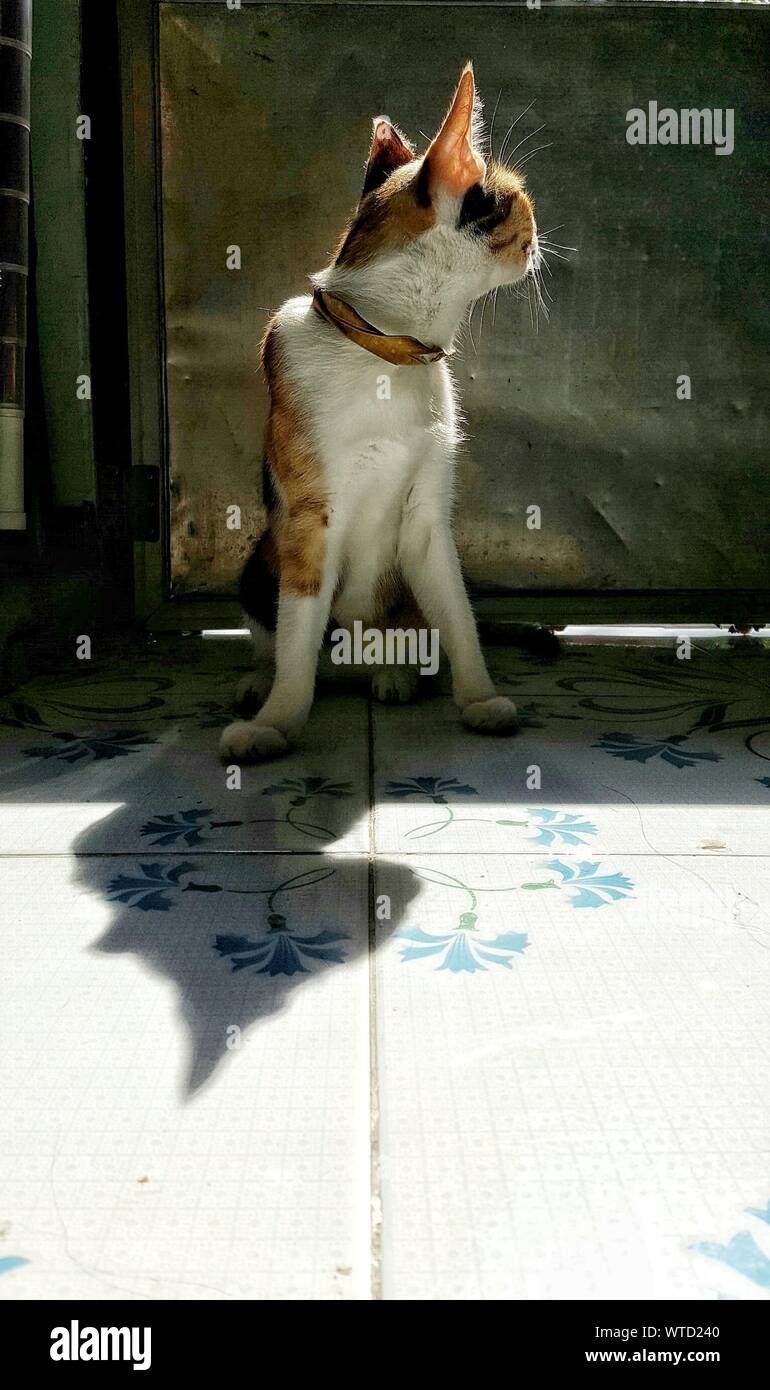 Front view cat hi-res stock photography and images - Alamy