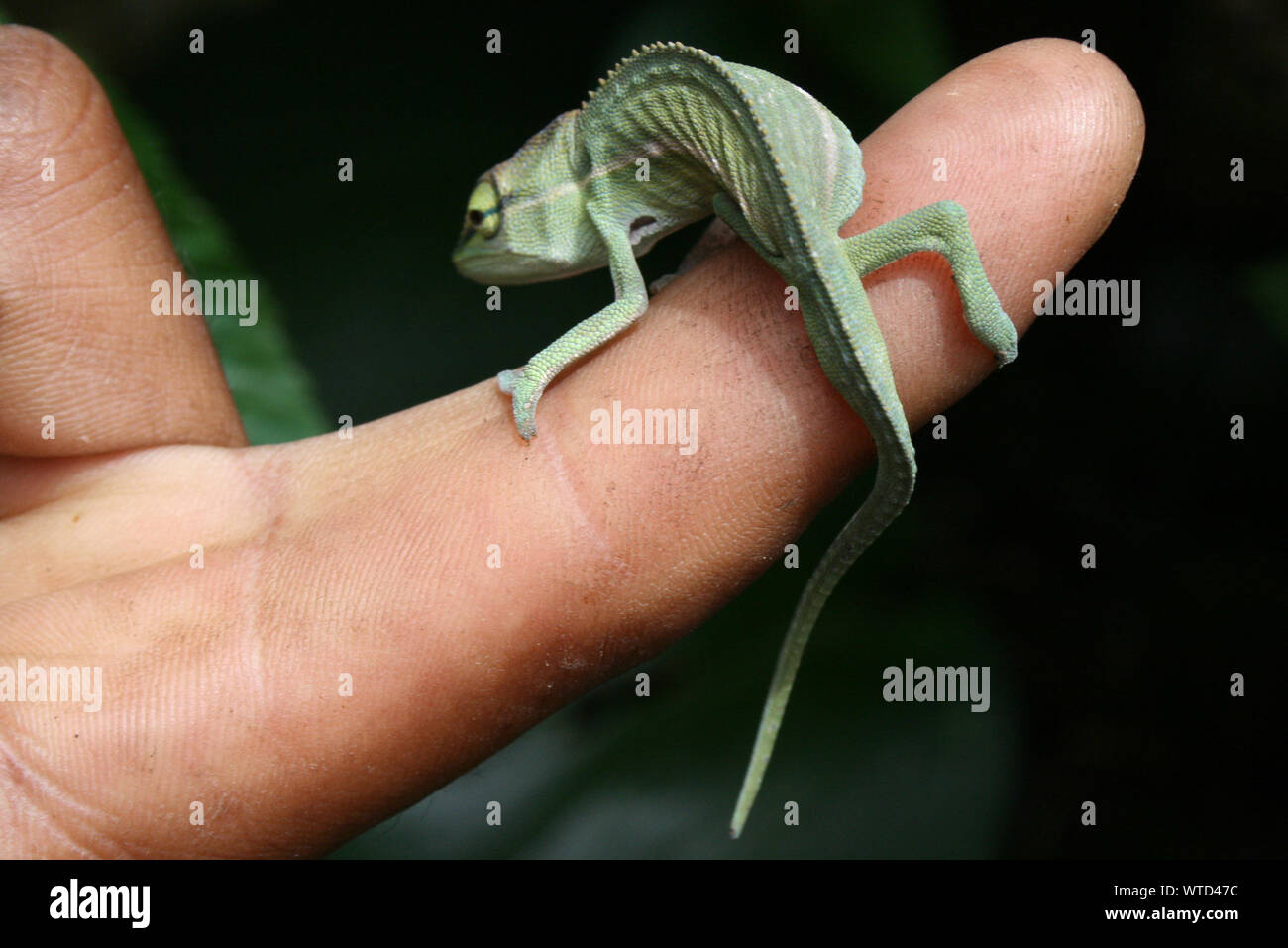 Real Chameleon High Resolution Stock Photography and Images - Alamy