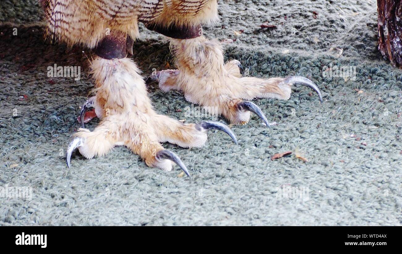 Claws bird close up hi-res stock photography and images - Alamy