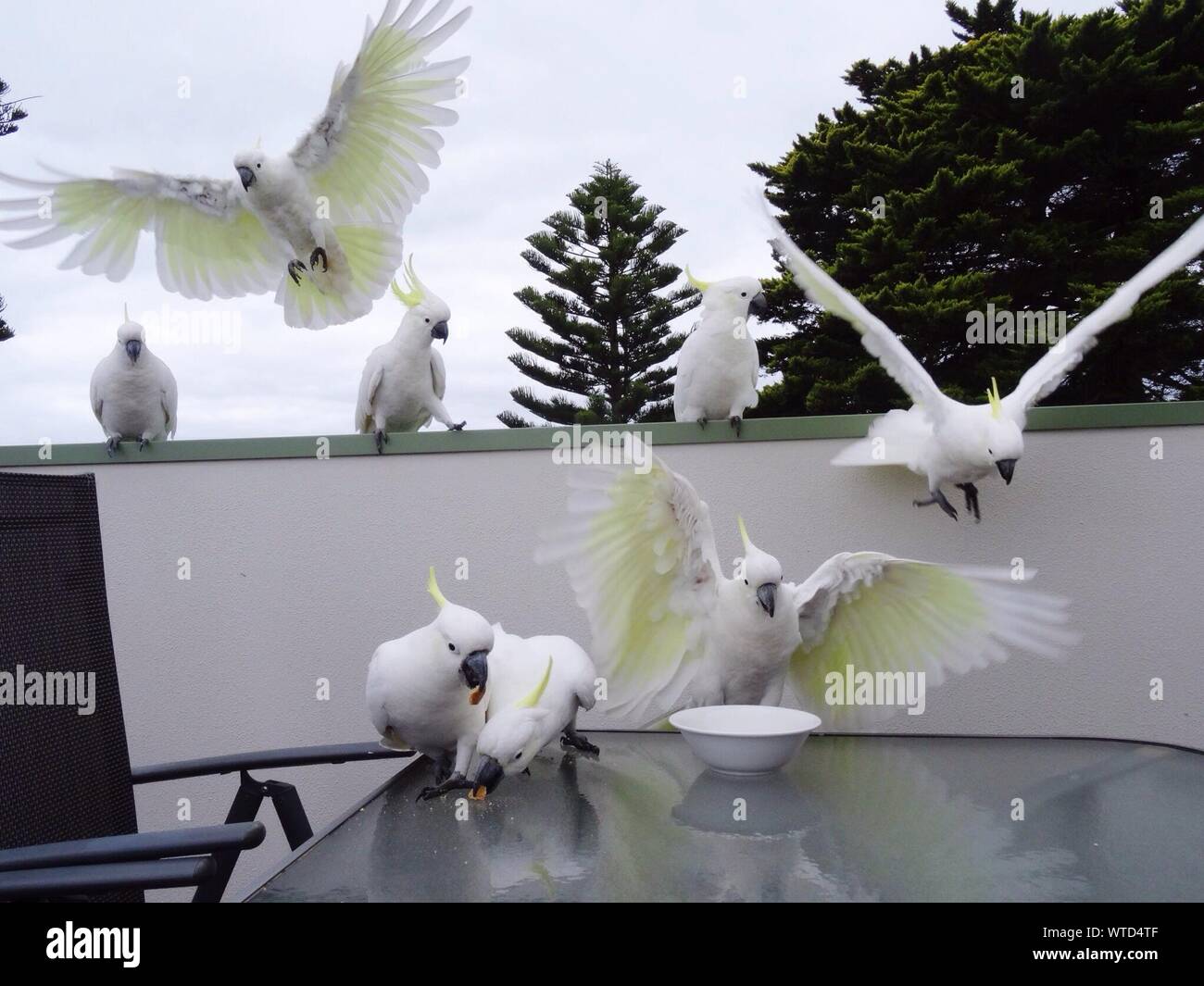 Cockatoos in the wild hi-res stock photography and images - Alamy