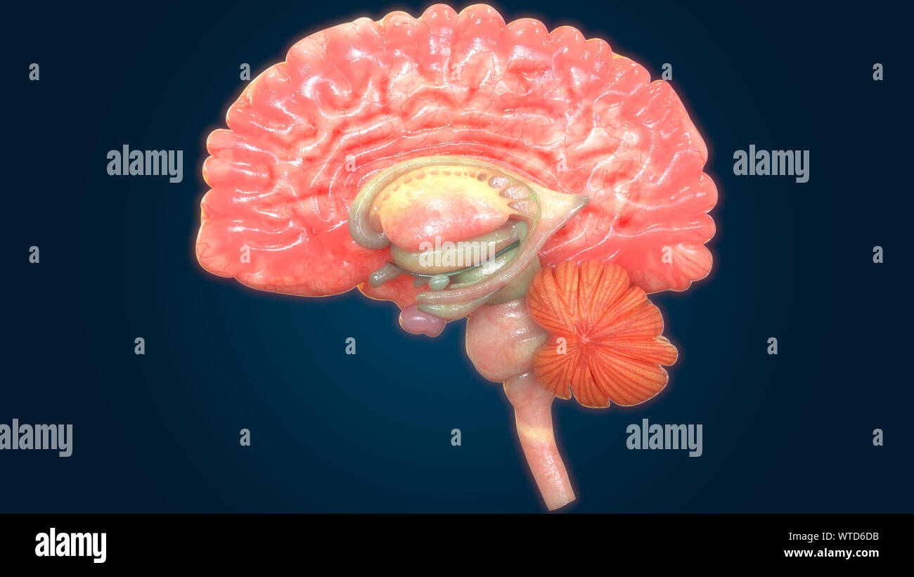 Central Organs of Human Nervous System Brain Anatomy Stock Photo - Alamy