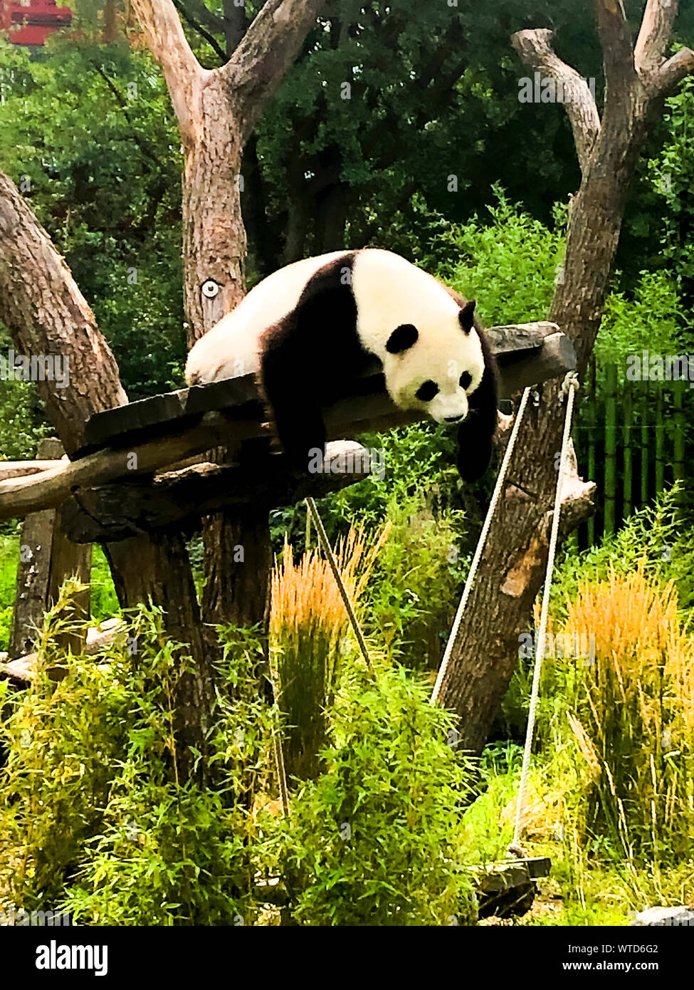 Very beautiful and cute panda bear walking in nature Stock Photo - Alamy