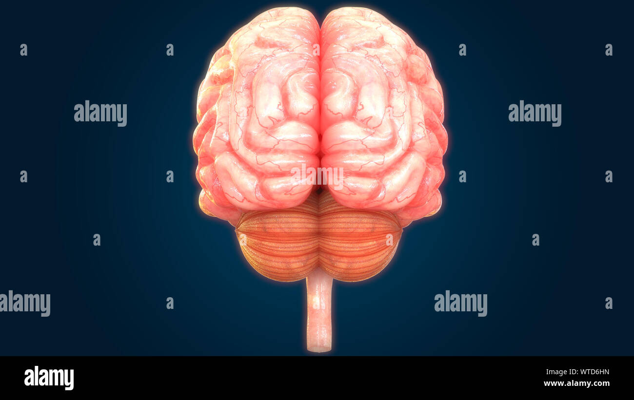 Central Organs of Human Nervous System Brain Anatomy Stock Photo - Alamy