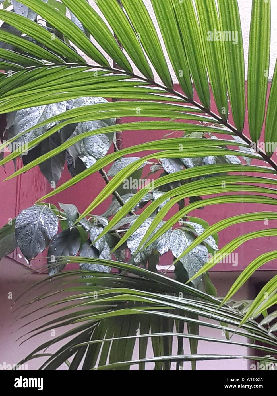 Palm tree fronds growth hi-res stock photography and images - Alamy